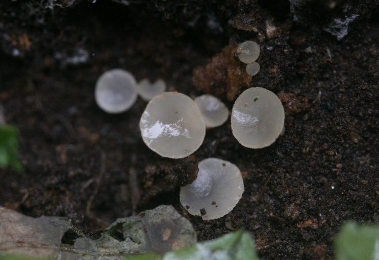 부푼투명바퀴버섯 Hyalorbilia inflatula (P. Karst.) Baral & G. Marson : 네이버 블로그