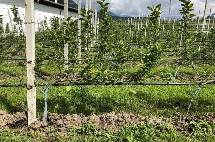 single base : 네이버 블로그