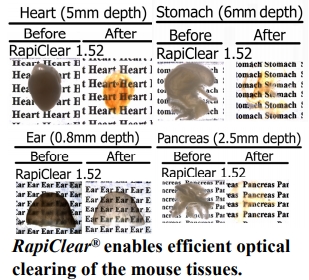 [One Step Tissue Clearing Reagents/조직 투명화 시약] Visualize 3D Architecture ...