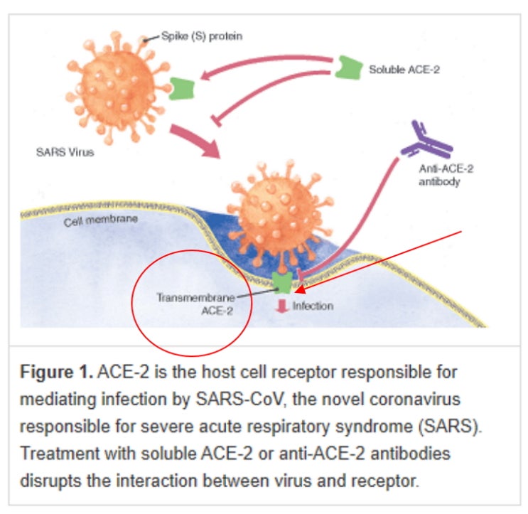 코로나감염을 예방하고 치료하기 위한 ACE2의 역할과 가능성 : 네이버 블로그
