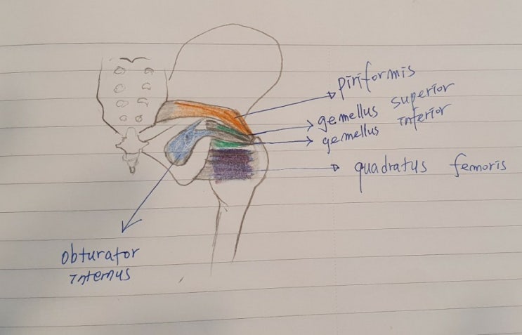 ️고관절 심부 외회전근:deep external rotators : 네이버 블로그