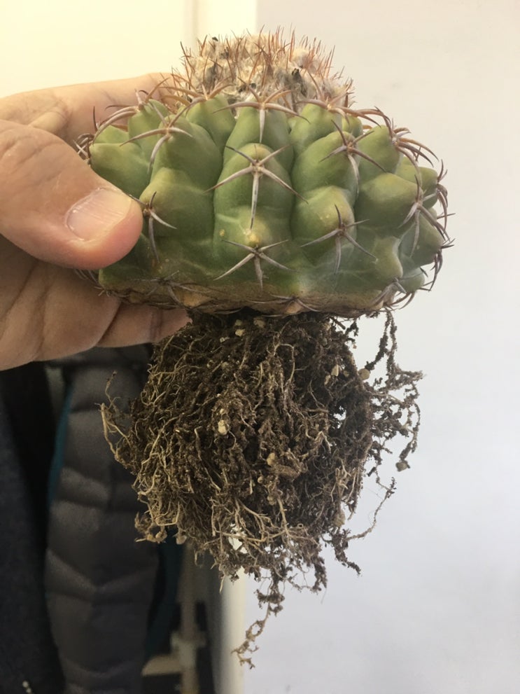 Discocactus hartmannii[디스코 하트만니, 원반옥(圓盤玉)] : 네이버 블로그