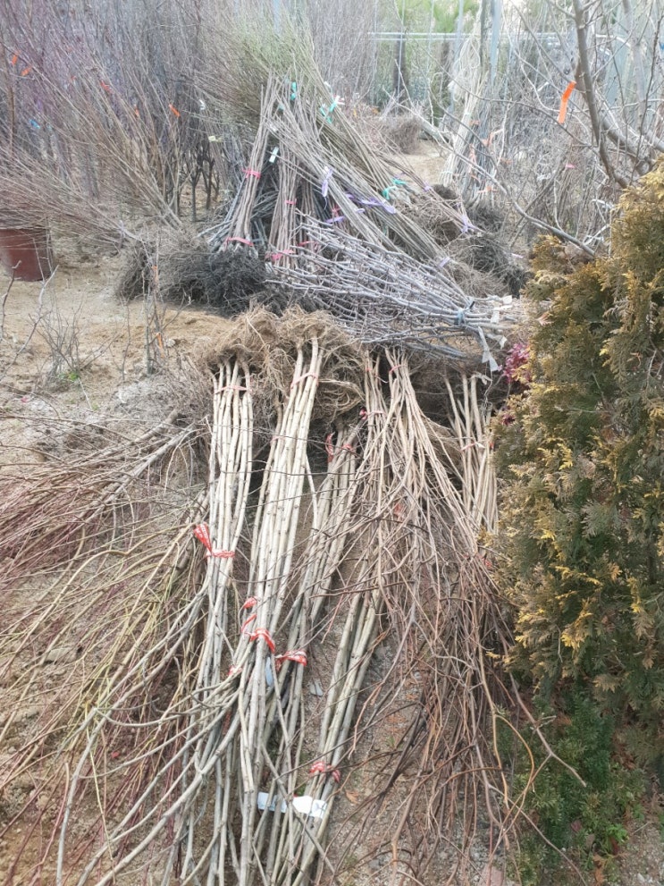 부산묘목 경남묘목 유실수묘목 조경수 봄식재용 묘목입고 네이버 블로그
