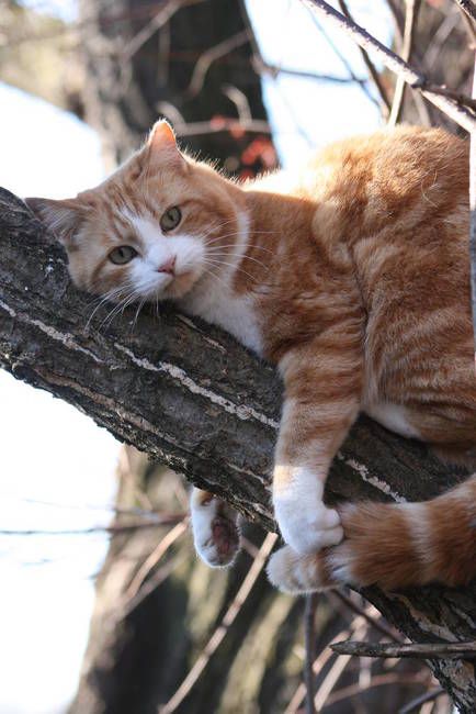 【노령묘 치과】 10살 치즈 고양이 FORL/FDR/치아흡수성병변 /발치 스케일링 치료 : 네이버 블로그