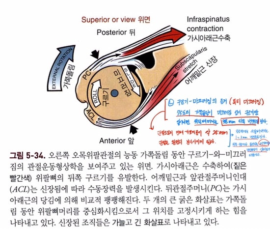 뉴만어깨 복합체위팔뼈 머리의 동적인 중심화”스페셜포커스 5 5 네이버 블로그