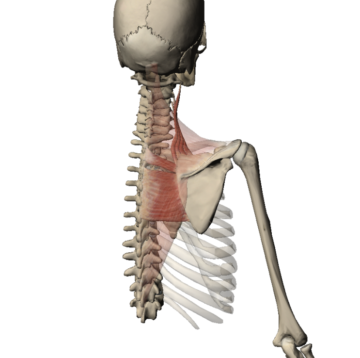 견갑골의 거상 해부학 (Scapula Abduction Anatomy)ㅣ장우현 체육관 : 네이버 블로그