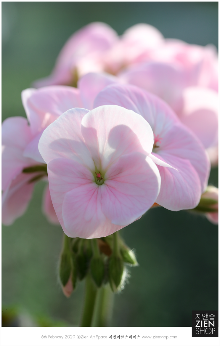 제라늄 40 - 핀토 프리미엄 화이트 투 로즈 Pelargonium Pinto Premium White To Rose : 네이버 블로그