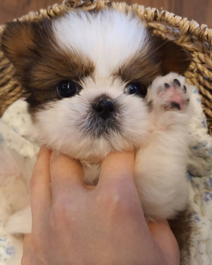 분당강아지분양 플란다스의개 초소형 콩시츄 귀욤귀욤한 시츄의 매력속으로~ 네이버 블로그