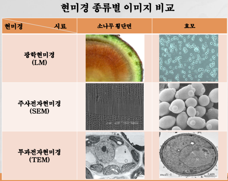 실체현미경 광학현미경 전자현미경 네이버 블로그