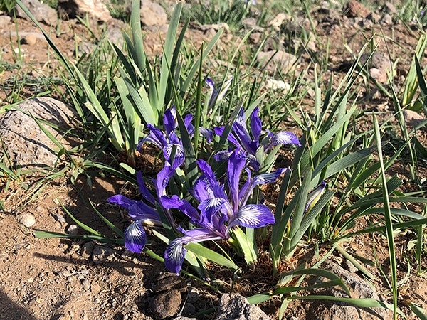 몽골 초원에서 만난 아이리스 락테아(Iris Lactea) 몽골 타래붓꽃이다 : 네이버 블로그