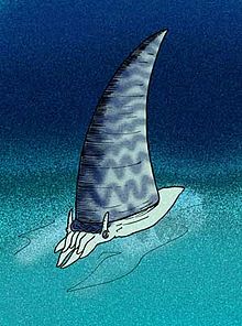 플렉트로노케라스(Plectronoceras)-최초의 오소콘 : 네이버 블로그