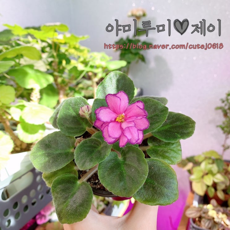 Zipper Zapper : 네이버 블로그