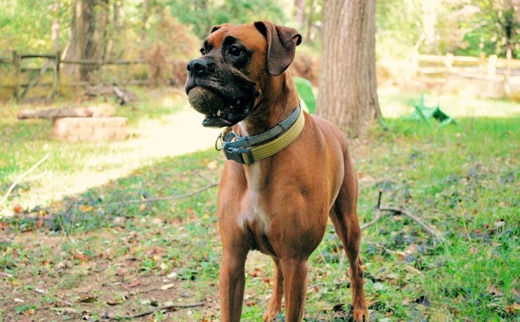 용감하고 영리하여 군견, 경찰견으로 제격인 복서(Boxer) : 네이버 블로그