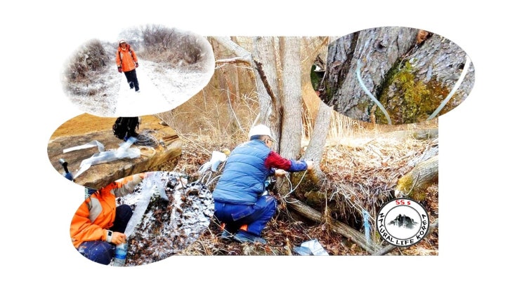 수액채취/가래나무수액 (Sap-Wild walnut tree) : 네이버 블로그