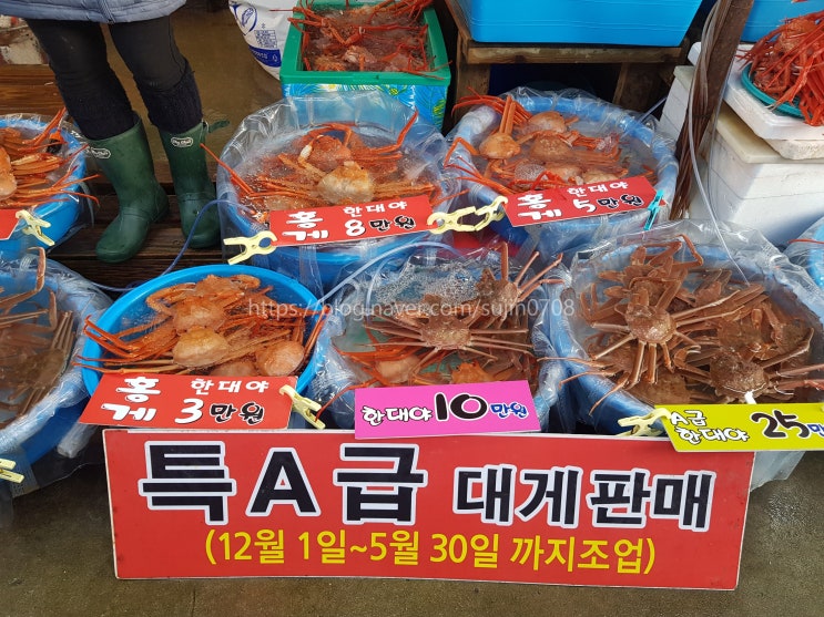 주문진수산시장주문진어민시장 차이점과 구매후기홍게 가격사진 있음 네이버 블로그