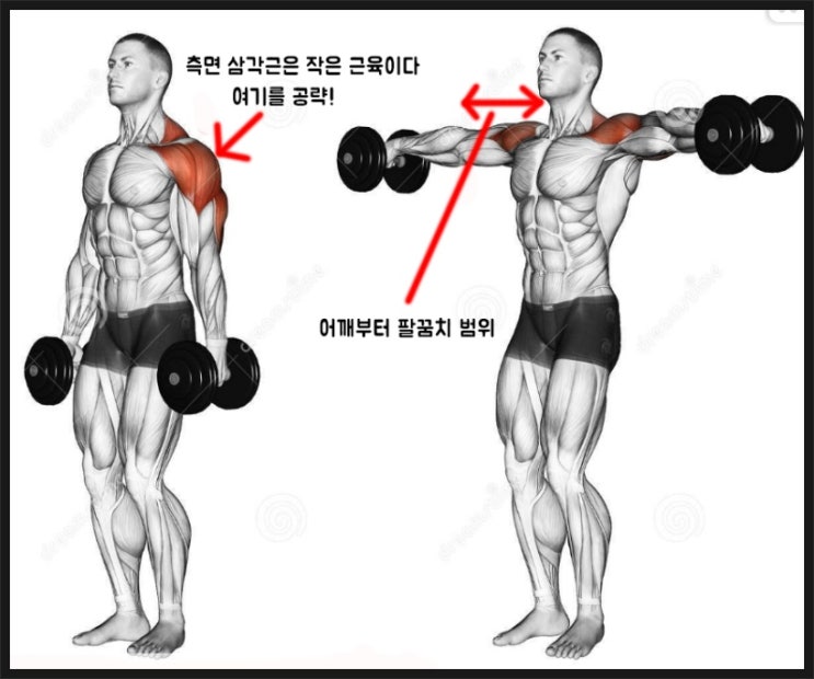 어깨깡패가 되어보자 측면 어깨운동 덤벨 사이드 레터럴 레이즈 네이버 블로그