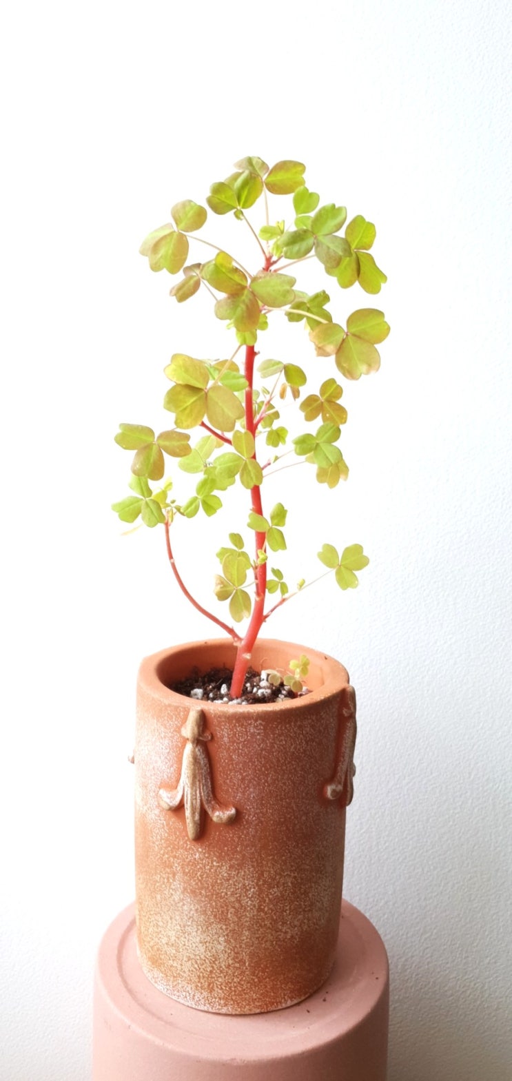 Cooper Glow 쿠퍼글로우 : 네이버 블로그