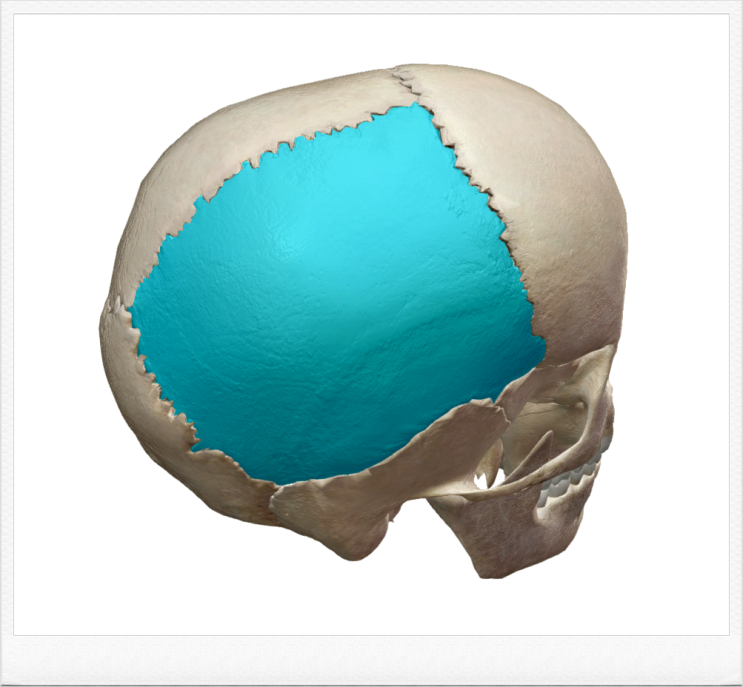 [해부학 - 의대생도 보는 골학] 머리뼈 - 마루뼈(두정골ㆍparietal bone) : 네이버 블로그