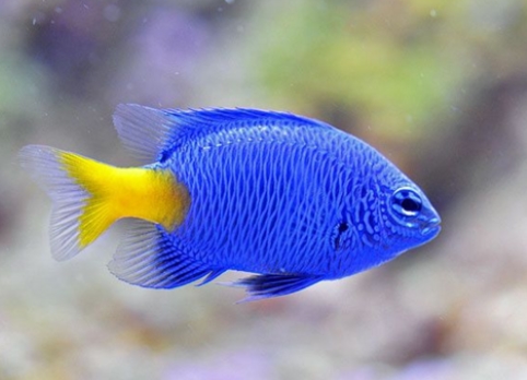Damsel fish : 네이버 블로그