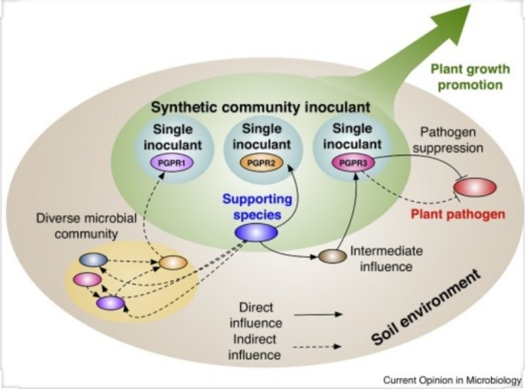 Understanding the holobiont: the interdependence of plants & their ...