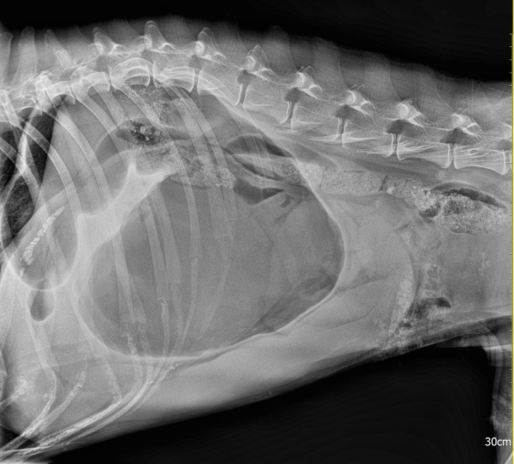 GDV와 심실성 부정맥 진단 및 치료 : 네이버 블로그