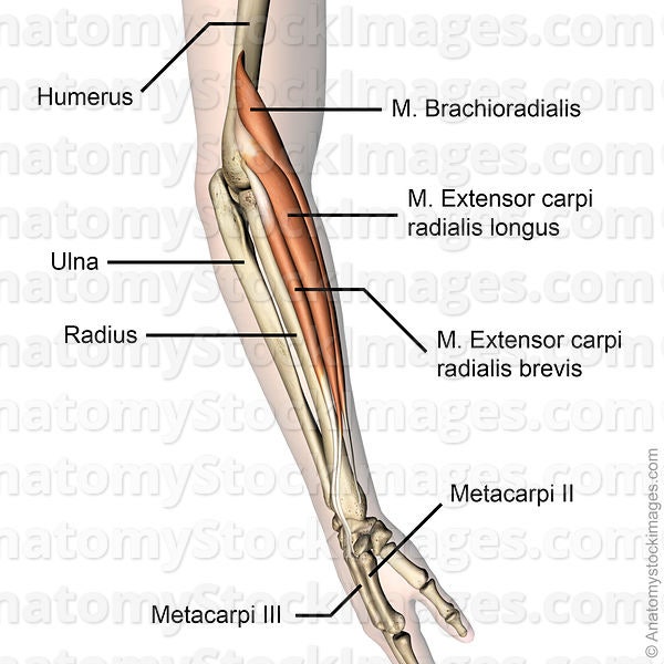 장요측 수근신근(Extensor Carpi Radialis Longus)과 단요측 수근신근(Extensor Carpi ...
