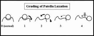 개의 슬개골 탈구 (Luxating Patella in Dogs) : 네이버 블로그