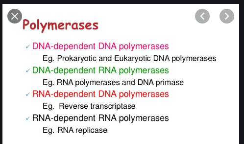[용어/약자] DdDp는 DNA dependent DNA polymerase의 약자다. : 네이버 블로그