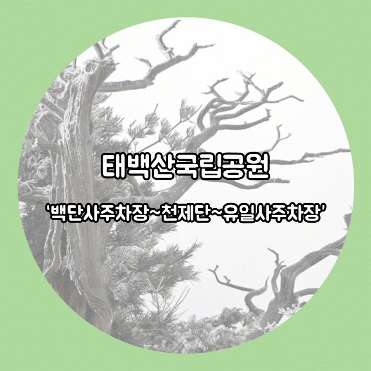 태백산국립공원 태백산 눈꽃 힐링산행 백단사주차장 ~ 천제단 ~ 유일사주차장 2월 네이버 블로그