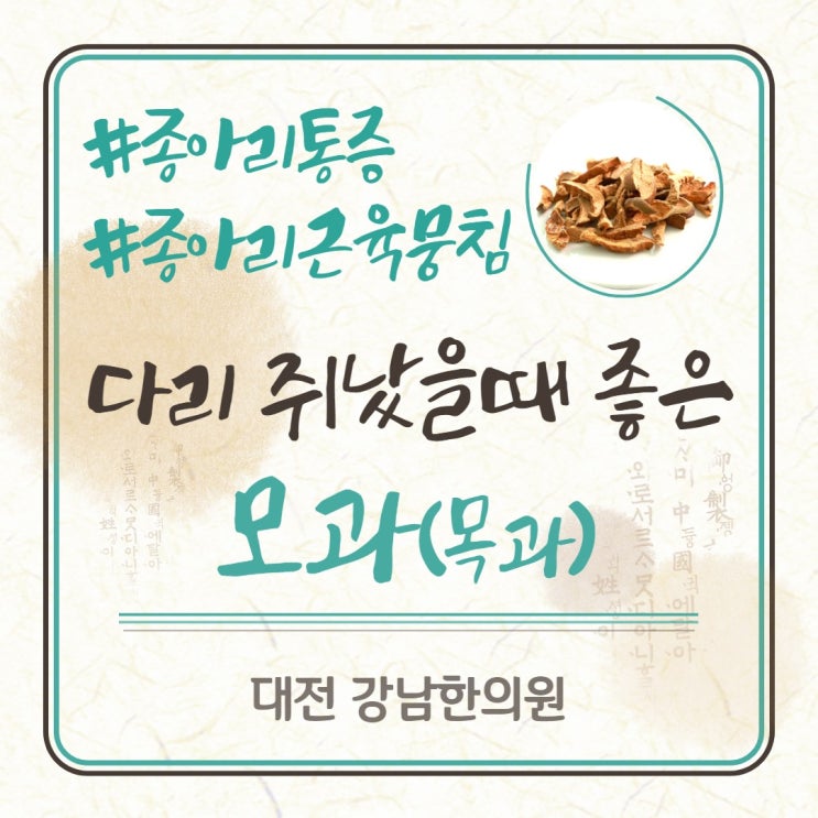 모과차 효능 종아리 통증종아리 근육뭉침다리 쥐났을 때 좋은 약재 목과 네이버 블로그