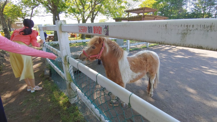 [제주도] 2019.05.06 Let's run farm : 네이버 블로그