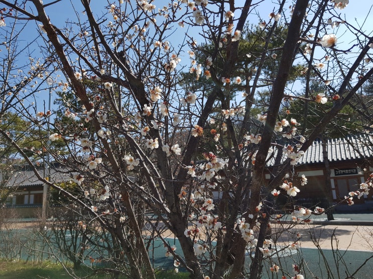 고창읍성에 봄이 오는 소리, 동백꽃, 매화꽃이 활짝!! 1 : 네이버 블로그