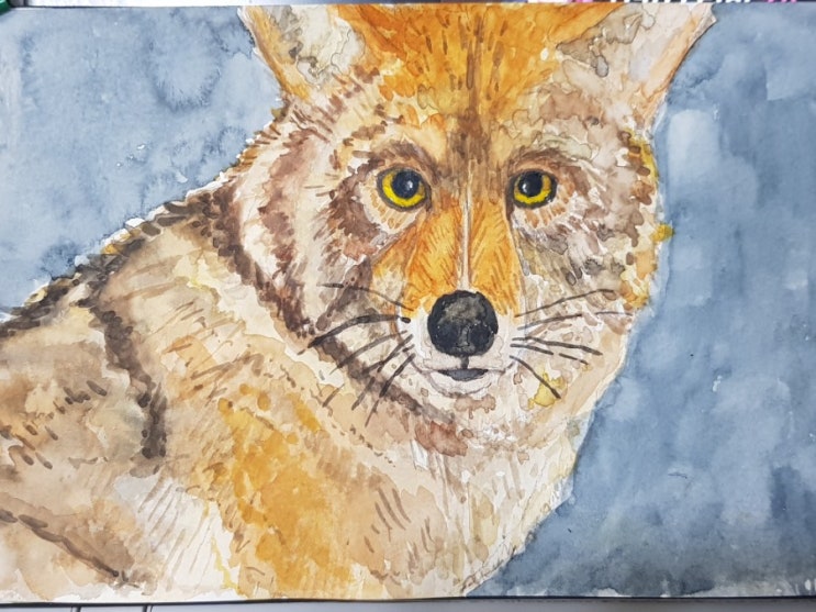 코요테 : 네이버 블로그