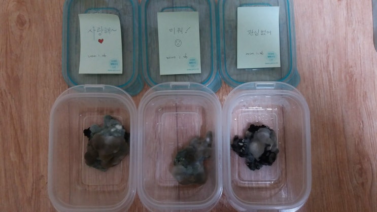 물은 답을 알고있다 - 밥실험 / 메모리 코드 - 장미실험 : 네이버 블로그