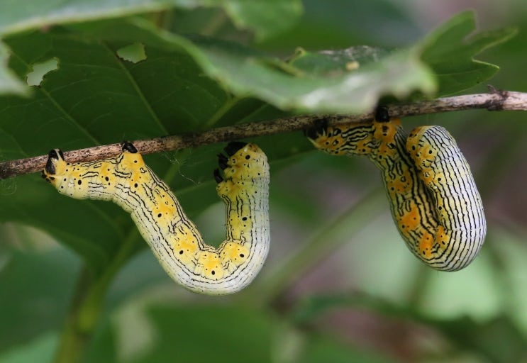 큰뾰족가지나방(애벌레) Acrodontis fumosa (Prout, 1930) : 네이버 블로그