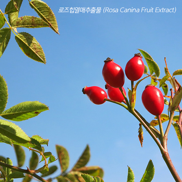[화장품 성분] 로즈힙열매추출물 (Rosa Canina Fruit Extract) : 네이버 블로그