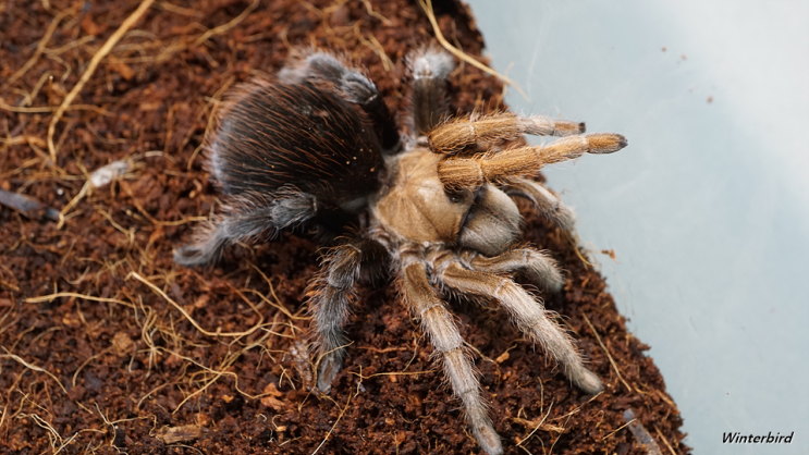 아포노펠마 다이아몬드백(Aphonopelma sp."Diamond back") : 네이버 블로그