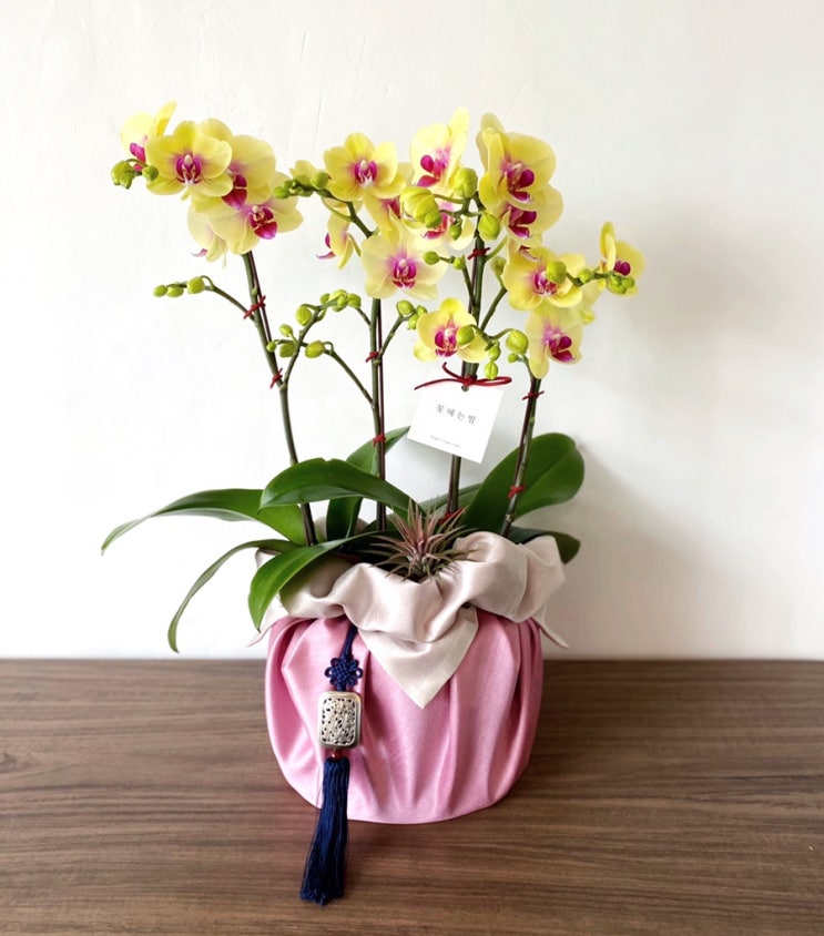 광주 예단난 승진축하화분 서양난 봉선동꽃집 광주남구꽃집 꽃헤는밤 보자기포장 네이버 블로그