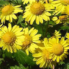 크리산텔룸 인디쿰추출물 (Chrysanthellum Indicum Extract) : 네이버 블로그