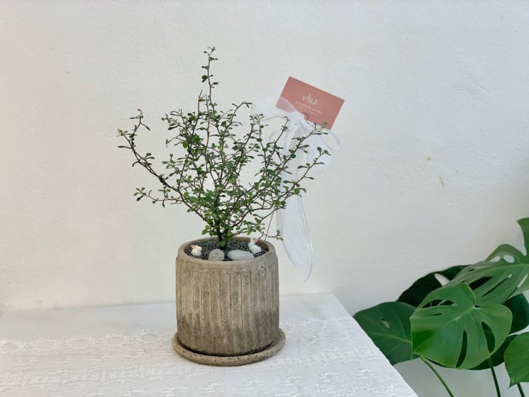 A Flower A Day 어플라워어데이 영등포 여의도 신길 신풍역 보라매꽃집 마오리크로키아 크로키아그린 크로키아실버 이쁜화분