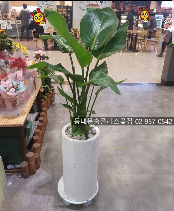극락조화 개업화분 축하화분 인테리어화분 예쁜화분 공기정화식물 결혼기념일화분 제기동꽃집 청량리꽃집 용두동꽃집 마장동꽃집 답십리꽃집
