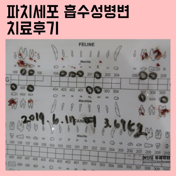고양이이빨 파치세포 흡수성병변(FORL)치료후기 :: 구일이 : 네이버 블로그