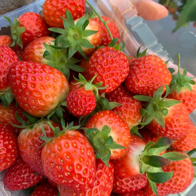 양산, 원동 딸기체험_동방딸기 : 네이버 블로그