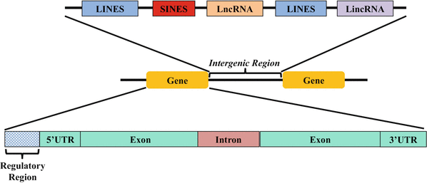 BEDTOOLS를 사용하여 유전체에서 intergenic region 찾기: bedtools complement 및 ...