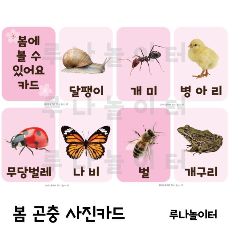 봄 곤충 사진 봄에 볼 수 있어요 봄에 볼 수 있는 것들 봄 곤충 사진 카드 봄 곤충 그림 자료 루나놀이터