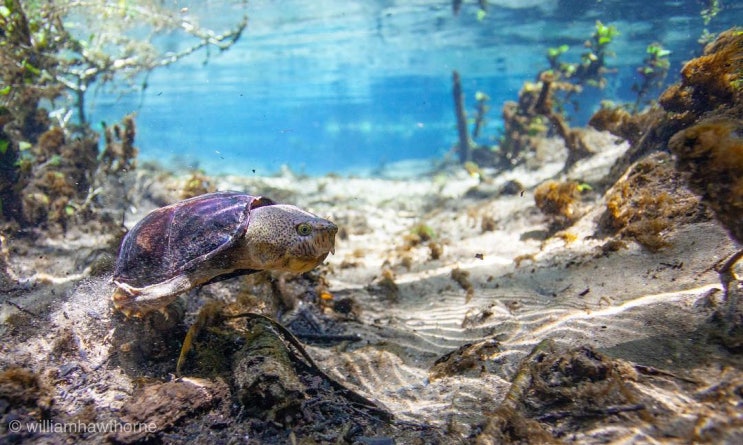 [북미 비오톱 레이아웃 참고자료] Bill Hawthorne 님이 촬영한 어류, 파충류 그리고 양서류 : 네이버 블로그