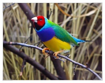 아름답고 신기한 새 사진들 모음 : 네이버 블로그