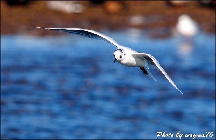 검은머리갈매기_Saunders's Gull : 네이버 블로그