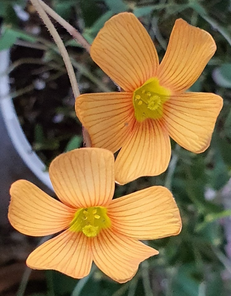 사랑초 HO*BC : 네이버 블로그