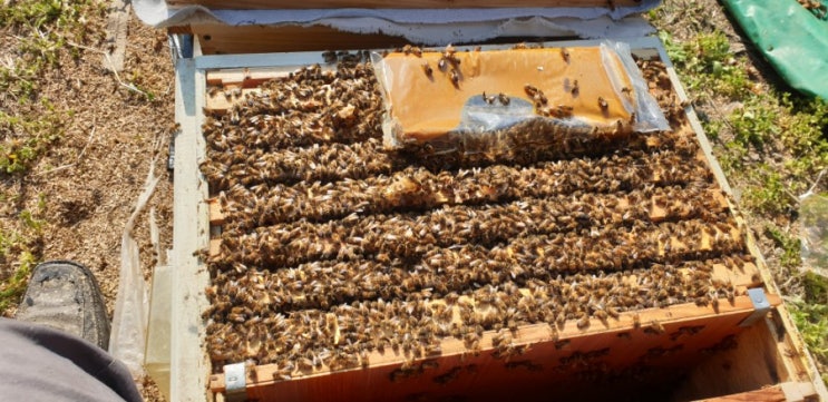 양봉분양(꿀벌분양.양봉판매.꿀벌판매.벌분양) : 네이버 블로그